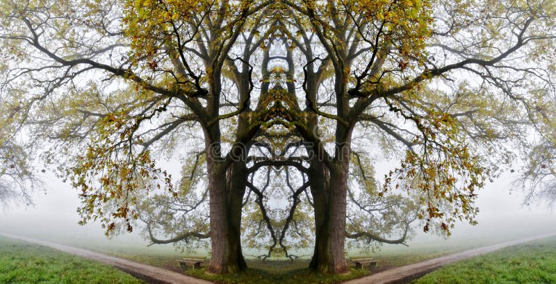 Old Oak Tree collage stock photo. Image of background - 103868618