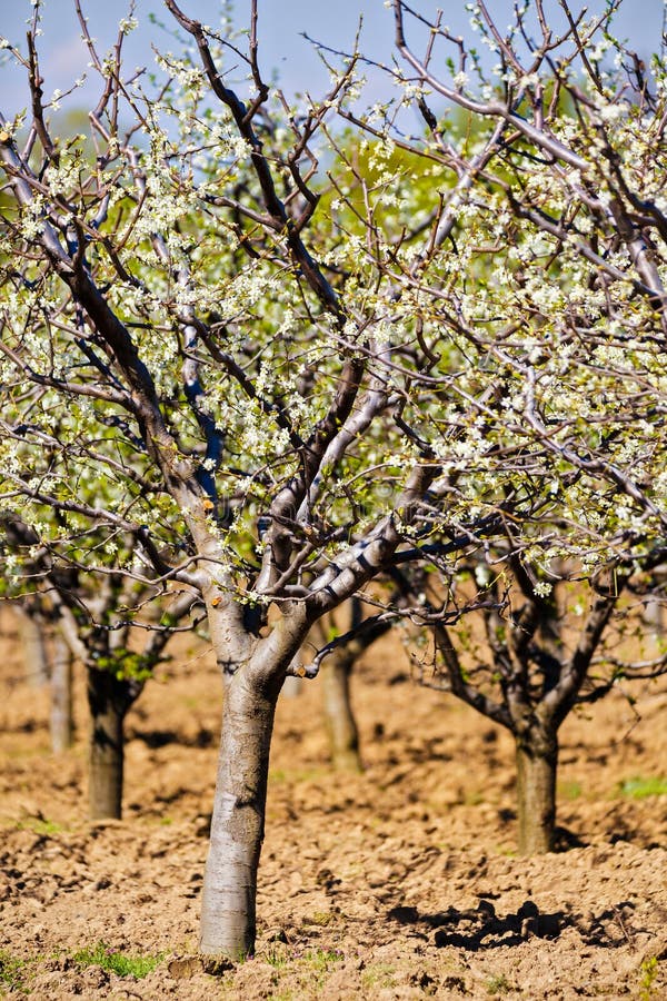 Landscape with a Beautiful Orchard of Plum Trees in Bloom, Spring Stock ...