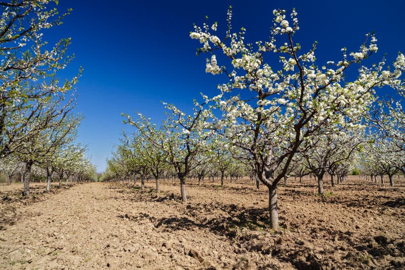 Landscape with a Beautiful Orchard of Plum Trees in Bloom, Spring Stock ...