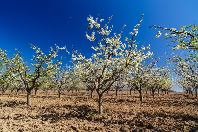 Landscape with a Beautiful Orchard of Plum Trees in Bloom, Spring Stock ...