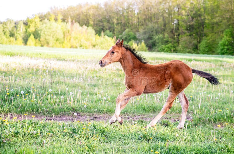 Running foal stock image. Image of motion, green, cute - 31254649