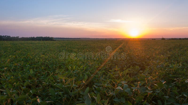 Landscape, Beautiful Sunny Sunset in a Field Stock Photo - Image of ...