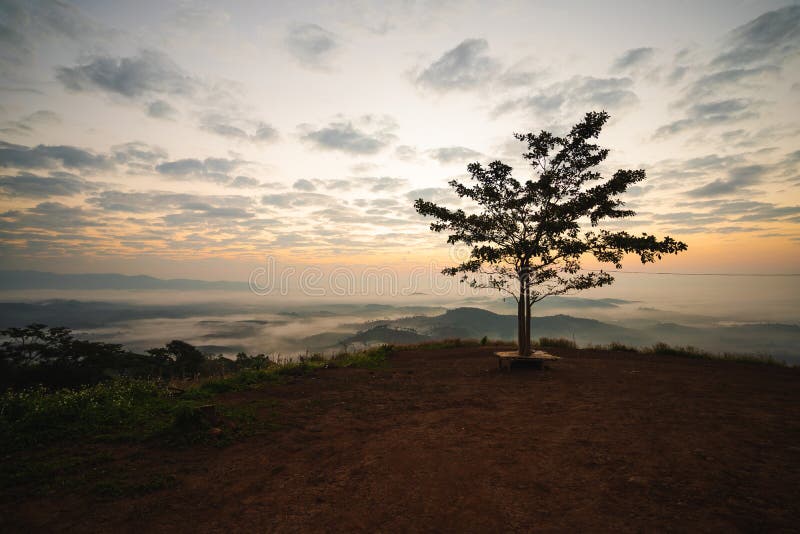 Landscape of Beautiful Sunrise and Mist in the Morning with Big Tree ...