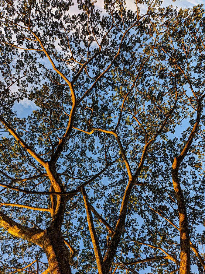 Landscape of Beautiful Tree Leaf and Tree Branches Stock Image - Image ...