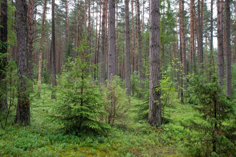 Landscape of Belarus - Pine Forest Stock Photo - Image of belarus ...