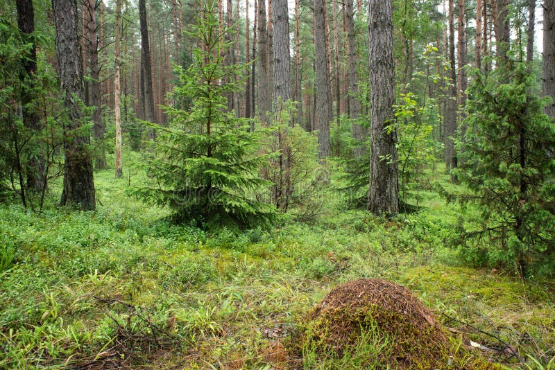 Landscape of Belarus - Pine Forest Stock Photo - Image of slender ...