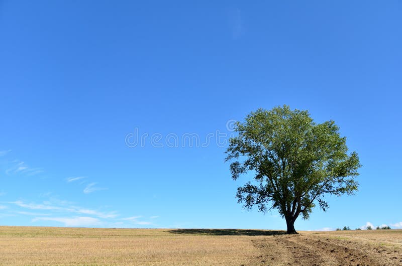Landscape of Biei, Hokkaido. (Poplar Tree) Stock Image - Image of ...