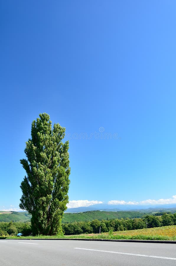 Poplar Tree Blossom, Spring in Istanbul March 2023, Populus Alba Stock ...
