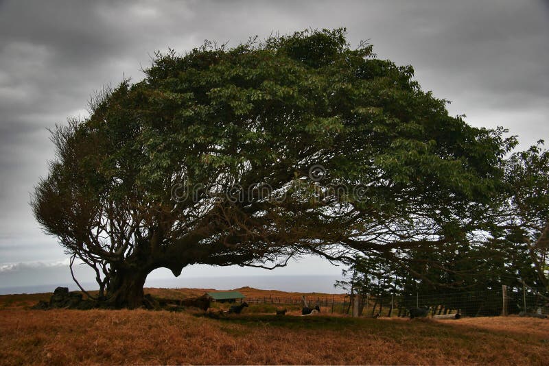 126 Photographed Big Island Hawaii Stock Photos - Free & Royalty-Free ...