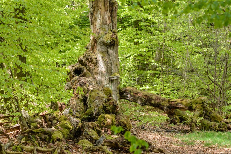 Landscape stock photo. Image of foliage, landscape, light - 56787428