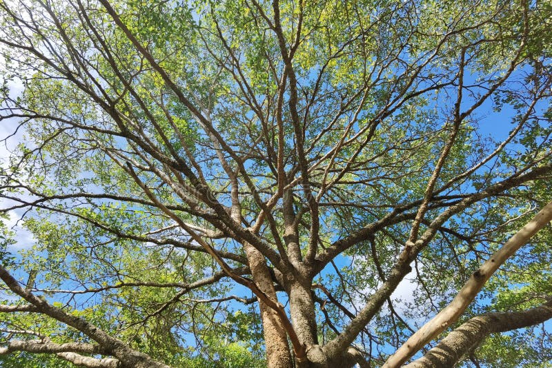 Landscape the big tree stock image. Image of green, landscape - 231799893