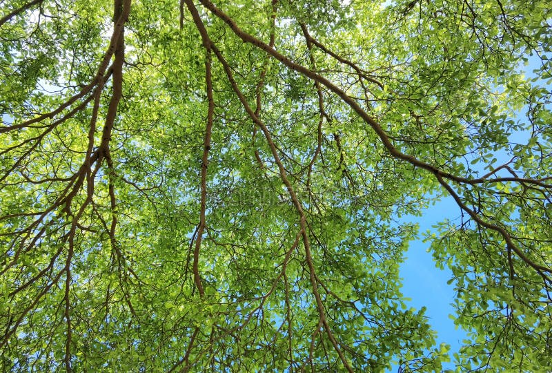 Landscape the big tree stock image. Image of growth - 232051649