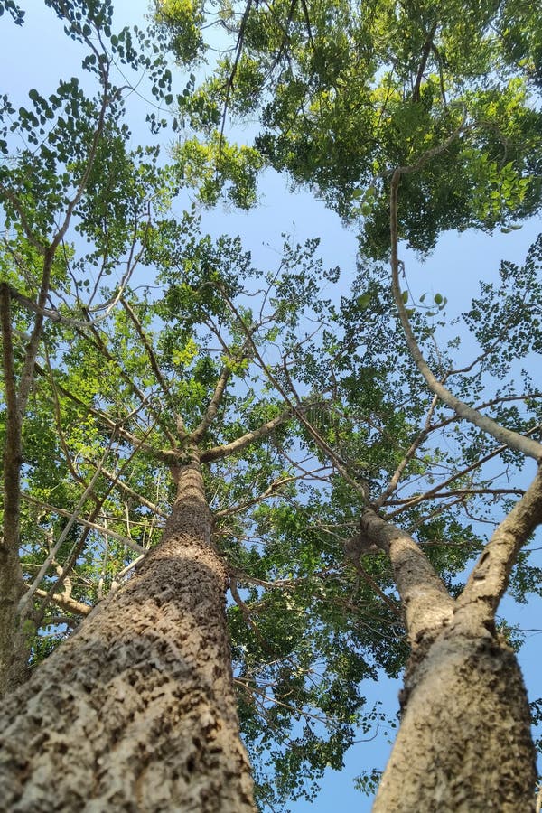 Landscape the big tree stock image. Image of growth - 236499643