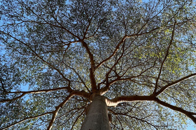 Landscape the big tree stock image. Image of nature - 238505515