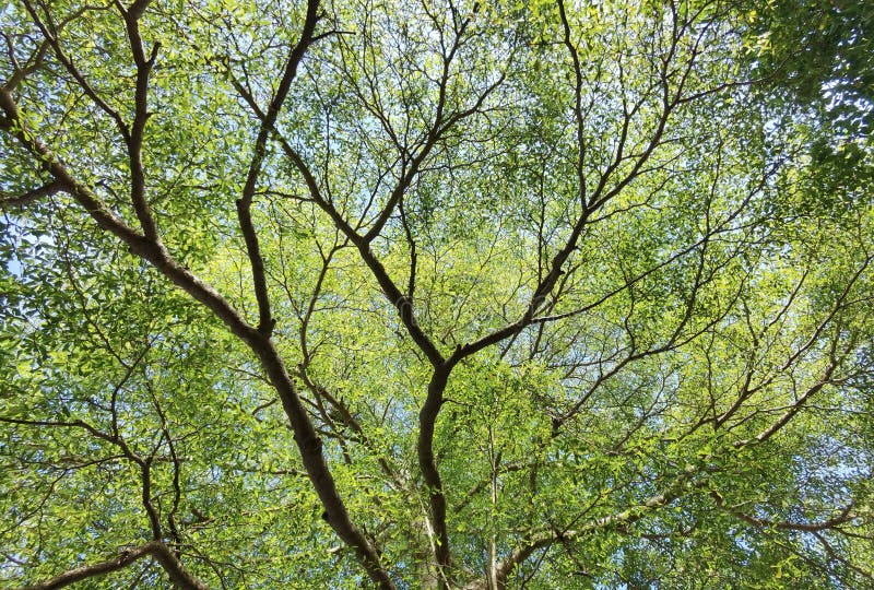 Landscape the big tree stock image. Image of leaf, forest - 248092199