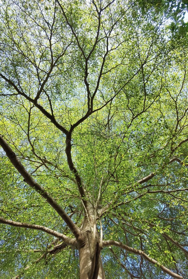 Landscape the big tree stock image. Image of plant, cloud - 248092167