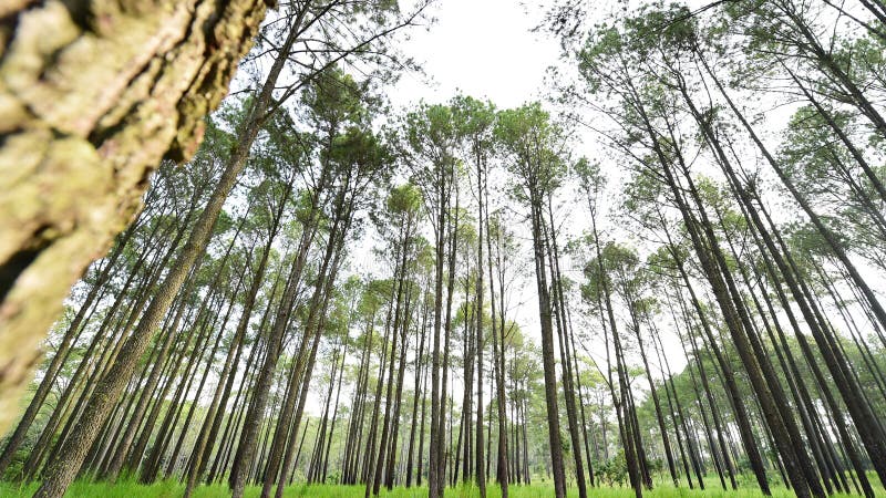 Landscape the big tree stock image. Image of season - 205392005