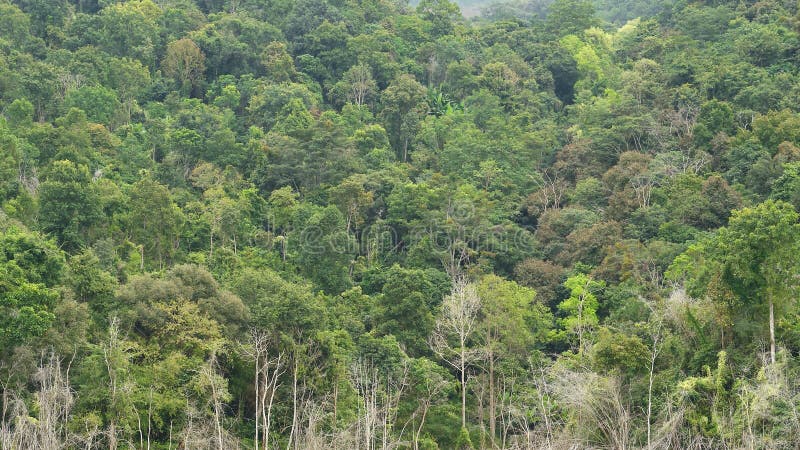 Landscape the big tree stock photo. Image of green, forest - 193918762