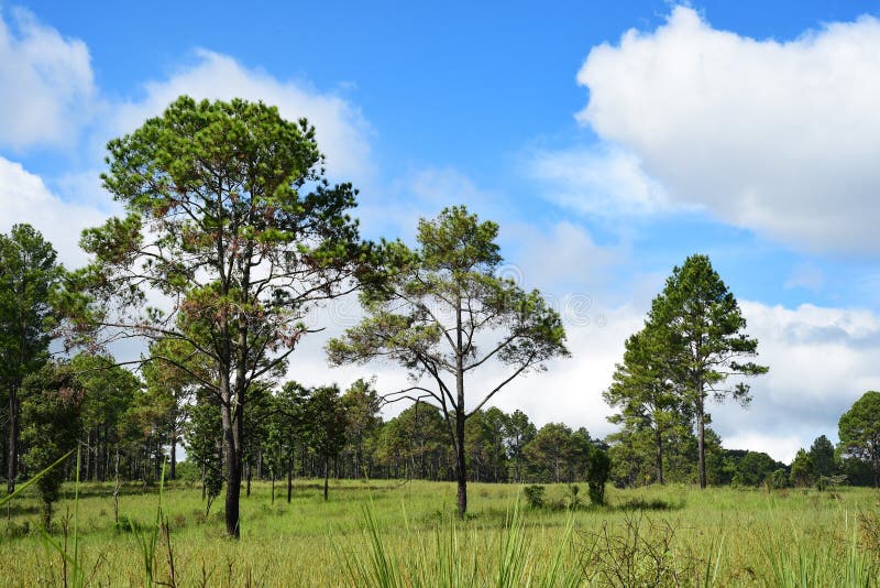 Landscape the big tree stock photo. Image of beautiful - 205489830