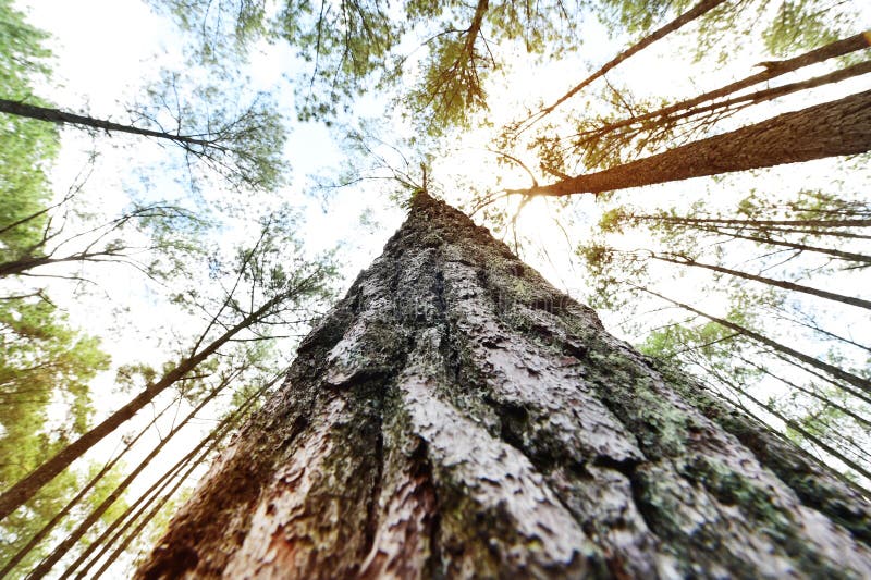 Landscape the big tree stock image. Image of outdoor - 205572273