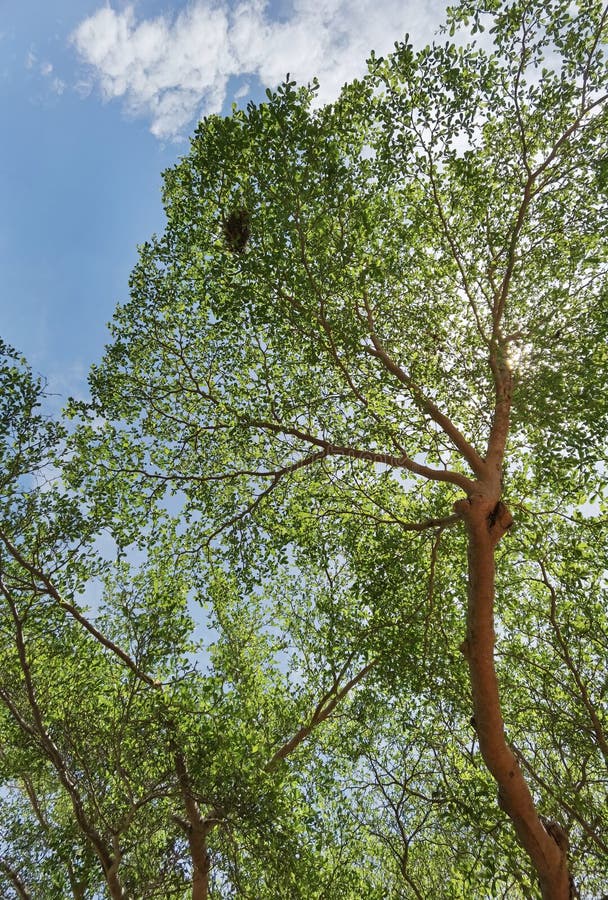 Landscape the big tree stock image. Image of beautiful - 248013615