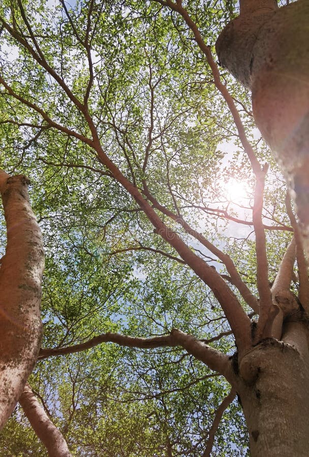 Landscape the big tree stock image. Image of tree, natural - 248499705