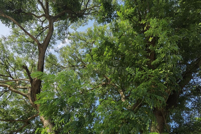 Landscape the big tree stock photo. Image of ecology - 251996852