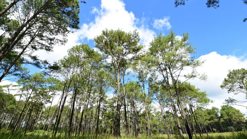 Landscape the big tree stock image. Image of park, summer - 194621183