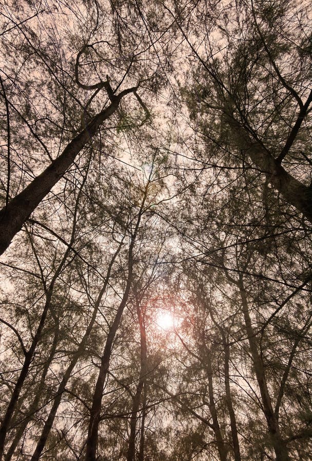 Landscape the big tree stock photo. Image of branch - 218489688