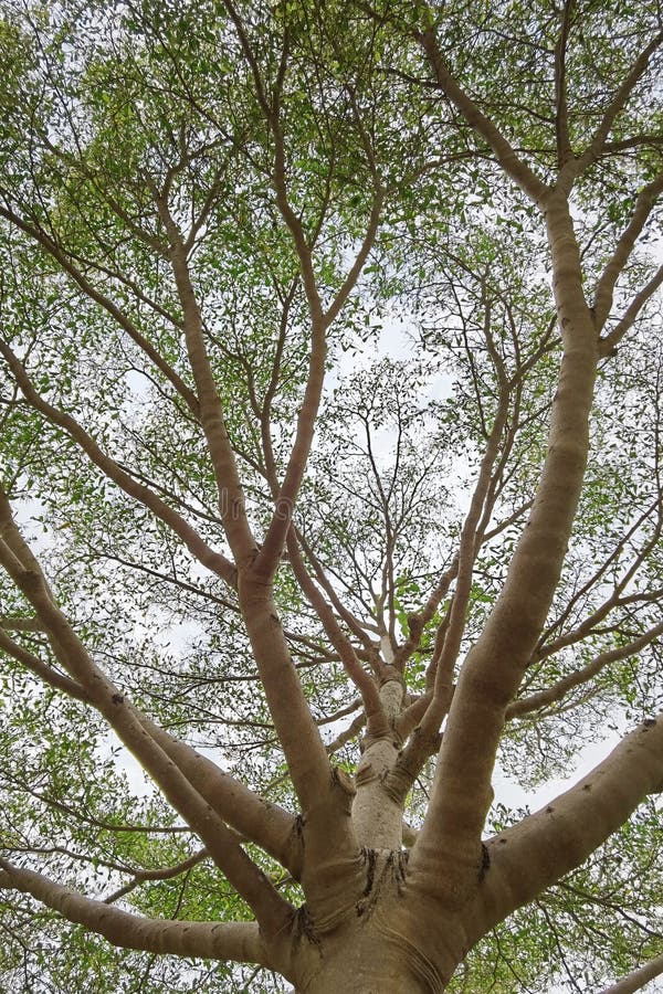 Landscape the big tree stock image. Image of abstract - 246274507