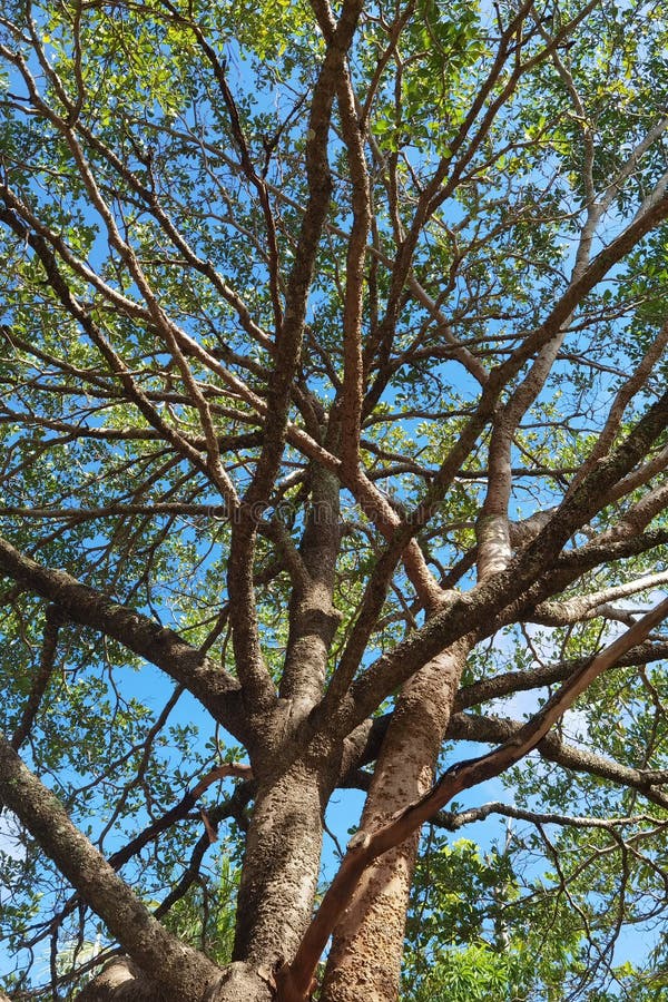 Landscape the big tree stock photo. Image of branch - 246568318