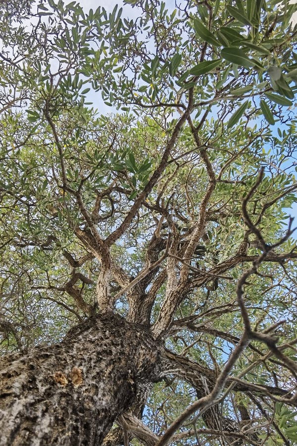 Landscape the big tree stock image. Image of branch - 265660071