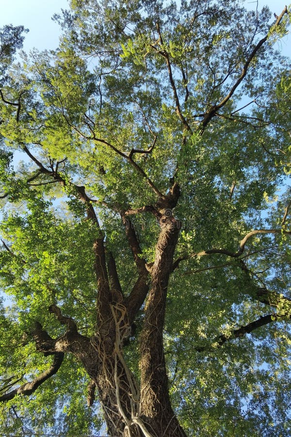 Landscape the big tree stock photo. Image of environment - 266772768