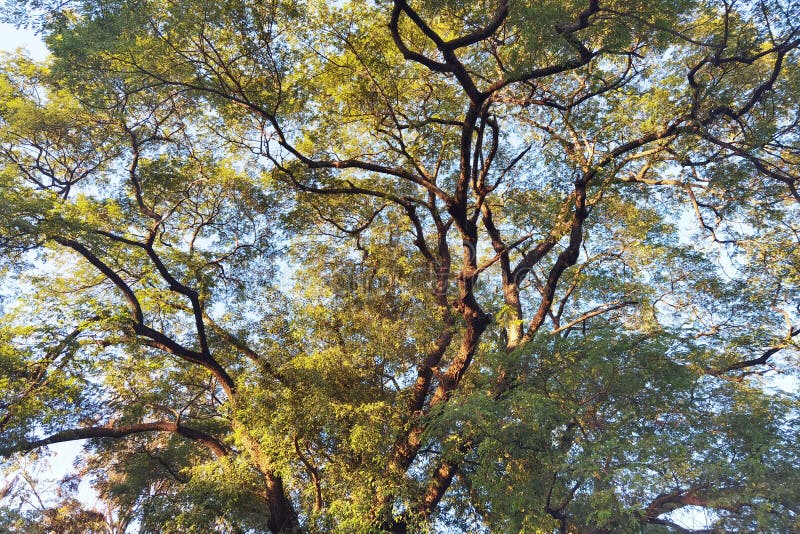 Landscape the big tree stock image. Image of park, green - 267467375