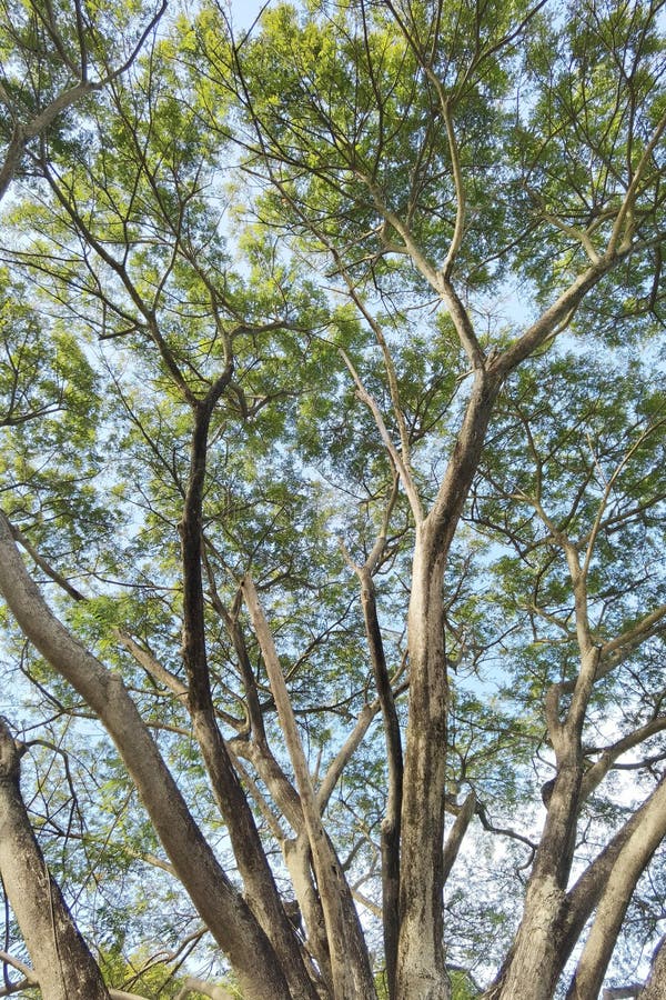 Landscape the big tree stock image. Image of scenic - 273390443