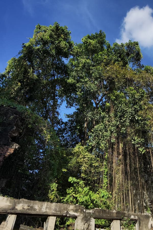 Landscape the big tree stock photo. Image of natural - 234943212