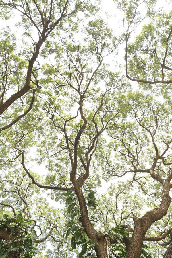 Landscape the big tree stock image. Image of branch - 241361705