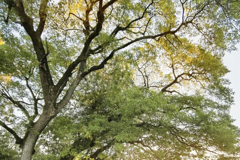 Landscape the big tree stock image. Image of outdoor - 274838989