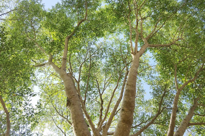 Landscape the big tree stock photo. Image of tree, asia - 264381506