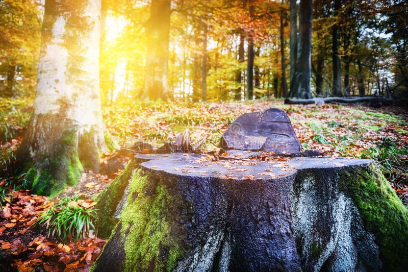 Landscape with Big Tree Stump Stock Photo - Image of bark, fall: 44770322