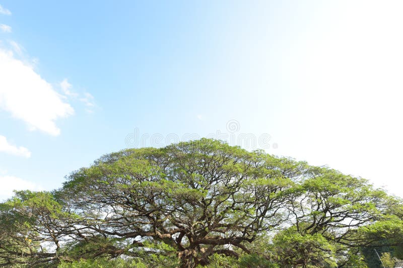 Landscape the big tree stock photo. Image of park, landscape - 107412192