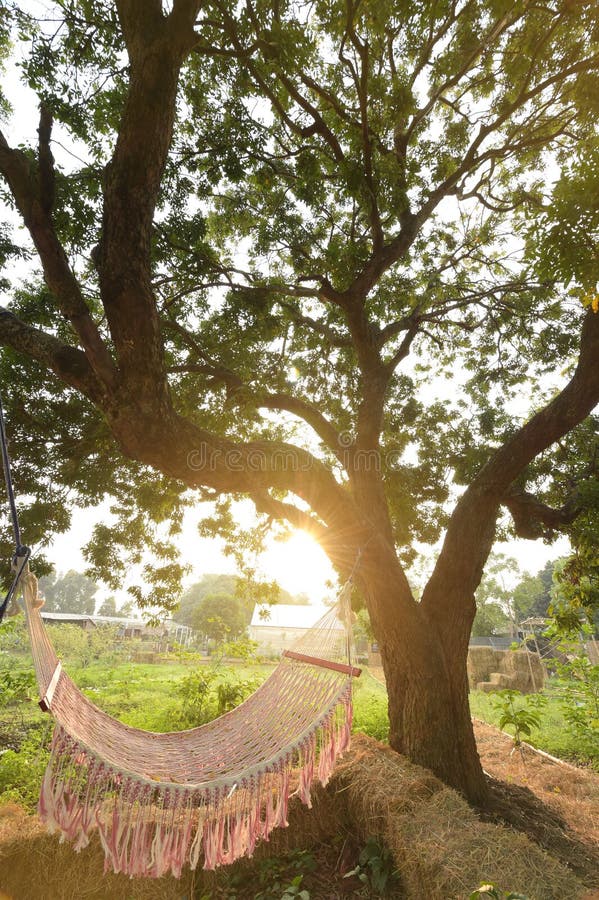 Landscape the big tree stock photo. Image of outdoor - 107539610