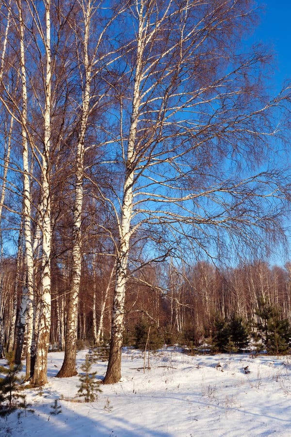 Landscape with Birch Forest in Winter Stock Photo - Image of remote ...