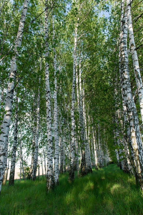 Birch forest. Birch Grove stock image. Image of scene - 34373041