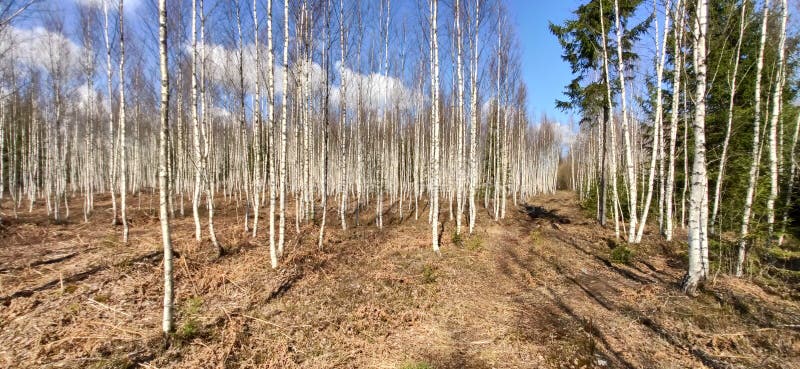 Landscape of Birch Grove with Young Trees Stock Photo - Image of grove ...