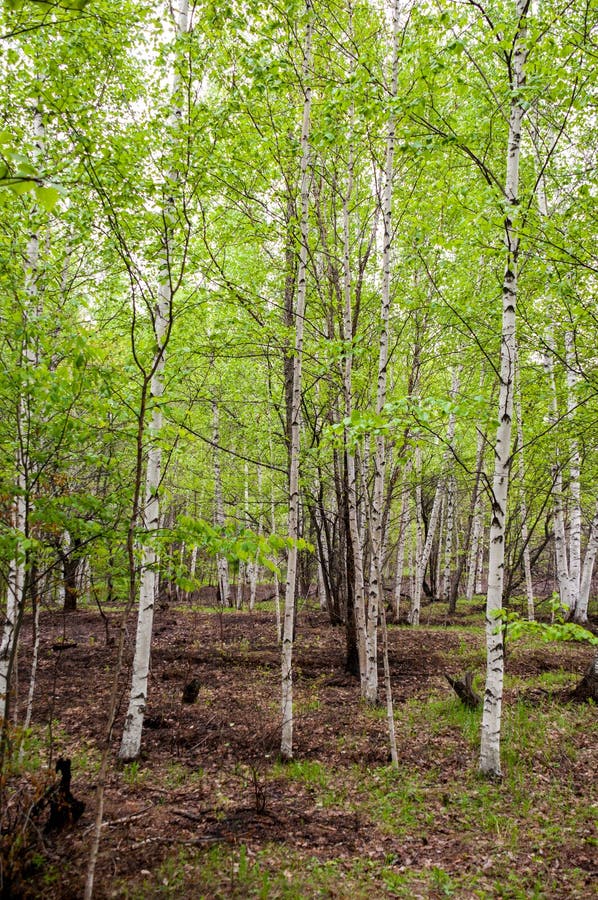 Landscape Birch Trees in a Birch Grove in Spring Stock Image - Image of ...