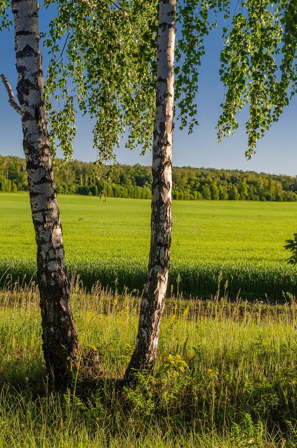 Landscape with Birch Trees and Young Grass. Vertical Background. Stock ...