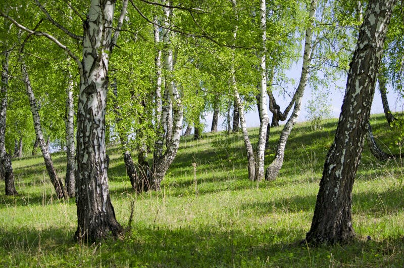 Landscape of the Birch Wood in May Stock Image - Image of trees, nature ...