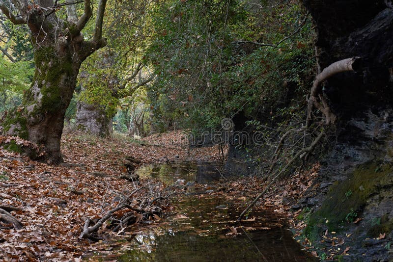 Landscape of Black Rock Small River and Plane Trees Leaves in Autumn ...