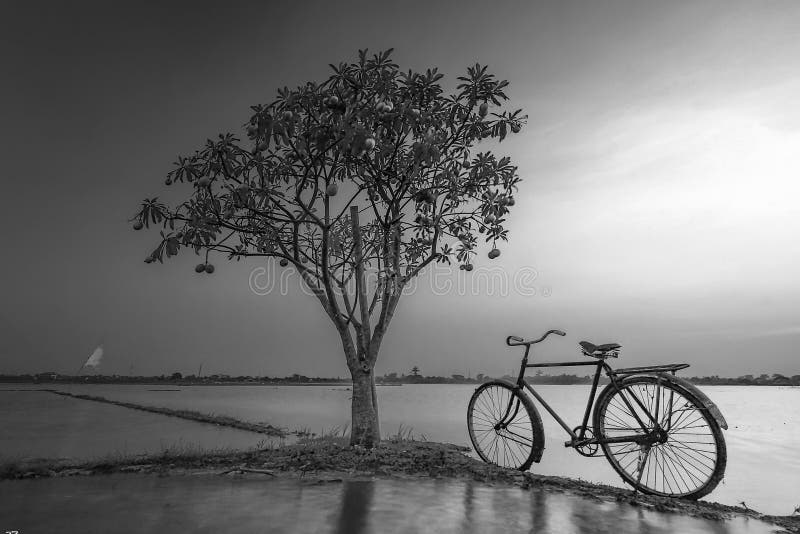 Landscape Black and White Alone Tree Bycycle Stock Photo - Image of ...